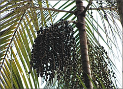 AÇAI - AGROECOLOGIA - EXPLORAR O FRUTO PARA SALVAR A ÁRVORE! - Revista ...