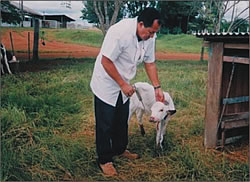 BEZERRO - CRIAÇÃO - CORRETO MANEJO DOS BEZERROS MELHORA PRODUTIVIDADE ...