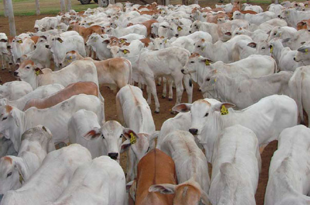 Profissionalismo pantaneiro – Revista Rural