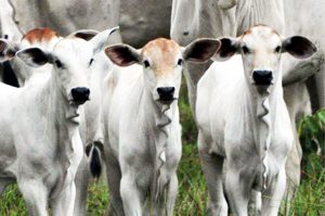 Perda de bezerros por diarreia pode ser evitada com manejo correto ...