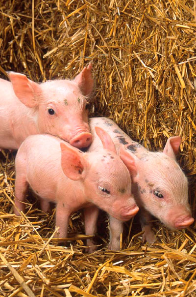 Mais liberdade para as porcas – Revista Rural