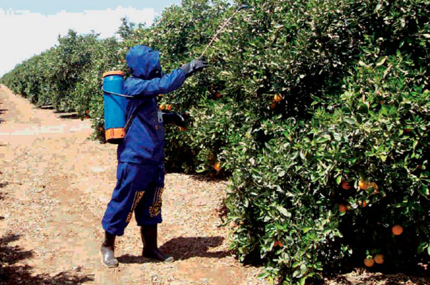 Qualidade, e sem “mosca” – Revista Rural