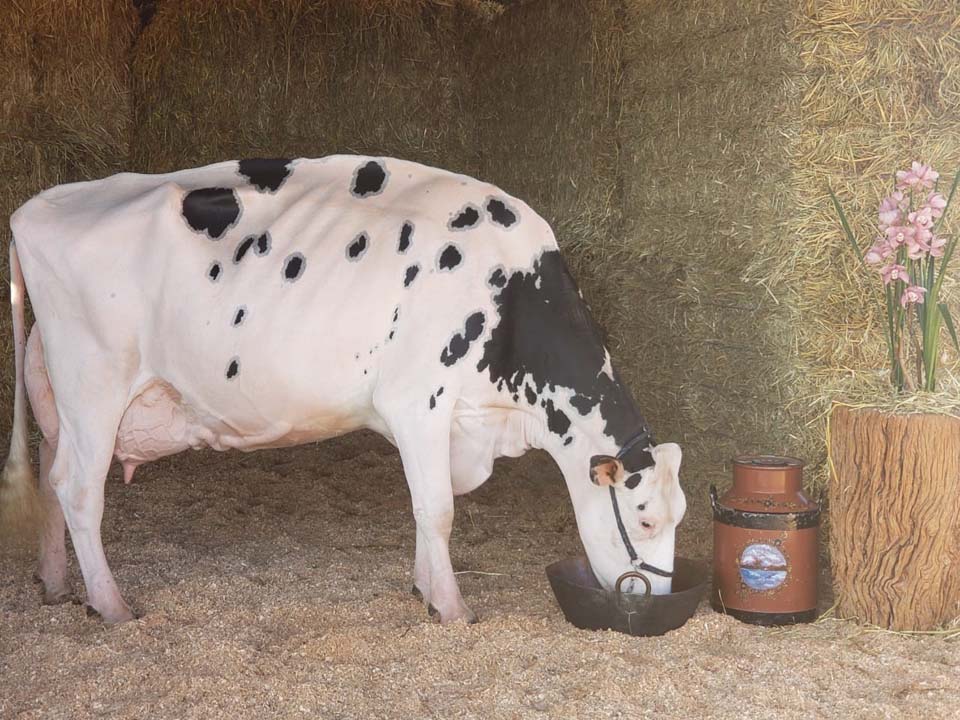 Vaca brasileira recebe pontuação máxima – Revista Rural